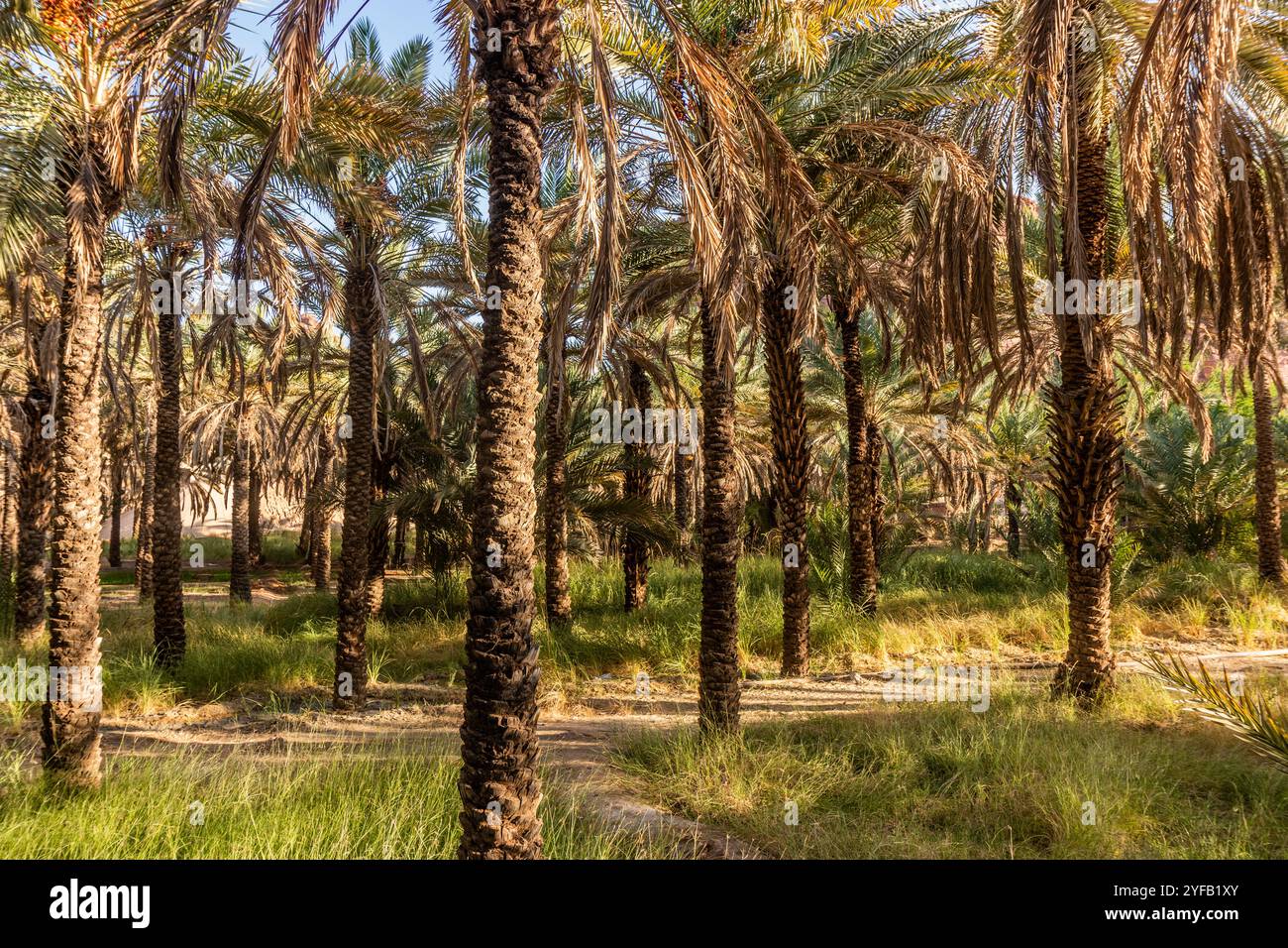 Date palm grove near Al Ula, Saudi Arabia Stock Photo - Alamy