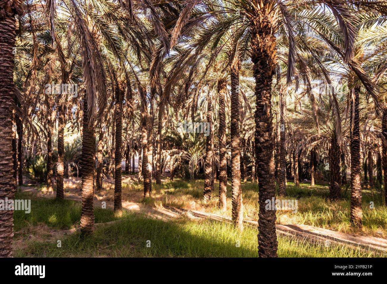 Date palm grove near Al Ula, Saudi Arabia Stock Photo - Alamy