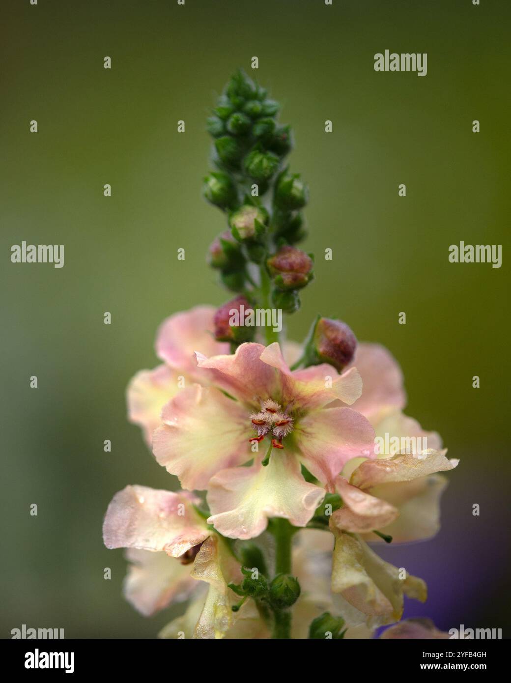 Closeup of flowerspike of Mullein (Verbascum 'Pink Petticoats') in a ...
