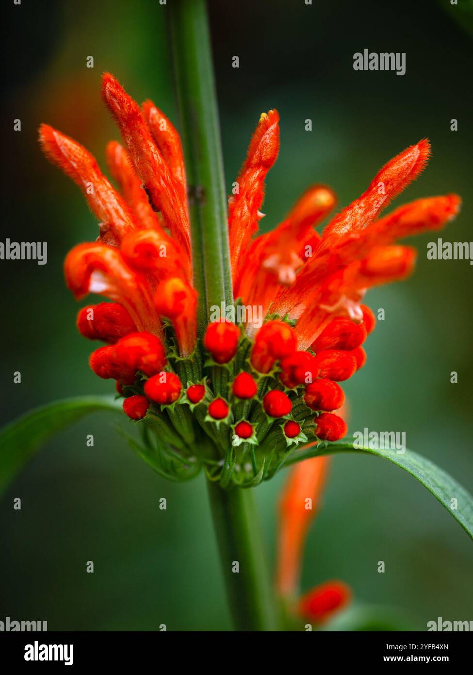 Closeup of flower bud of lion's tail (Leonotis leonurus) in a garden in ...