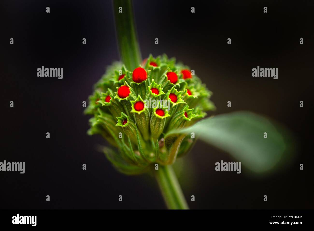 Closeup of flower bud of lion's tail (Leonotis leonurus) in a garden in ...