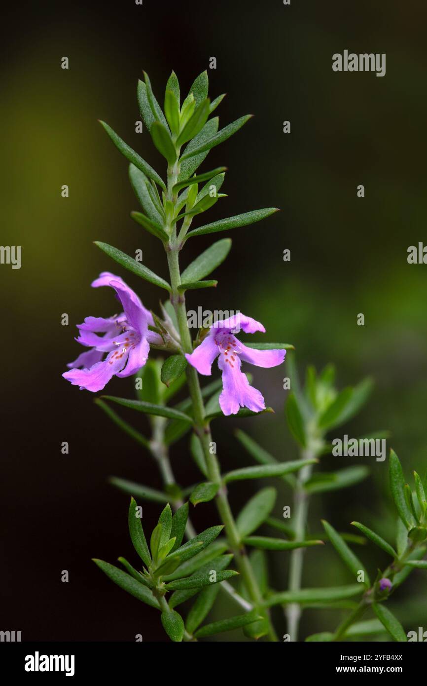 Closeup of flowers of Australian rosemary (Westringia fruticosa) in a ...