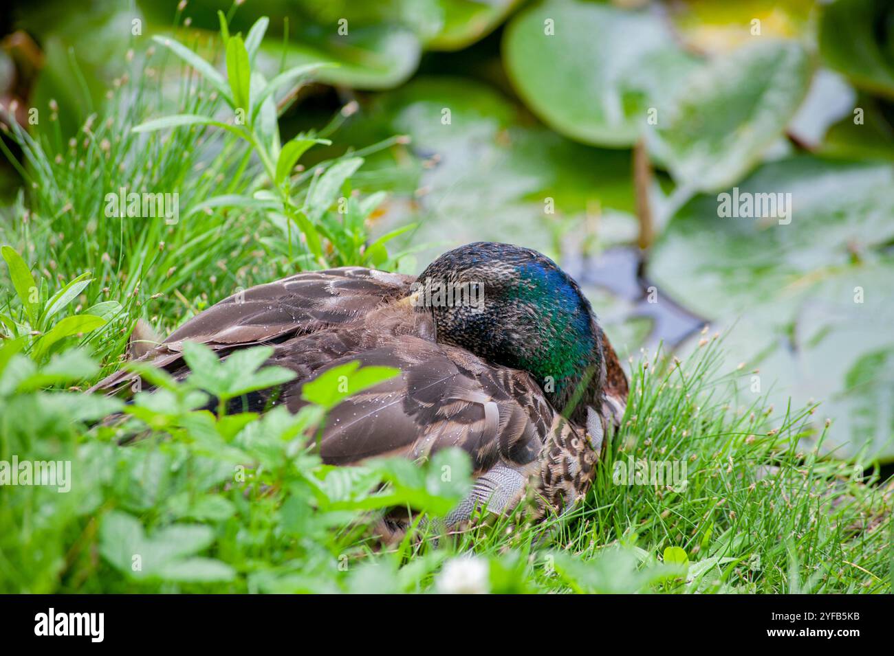 Mallard dublin hi-res stock photography and images - Alamy