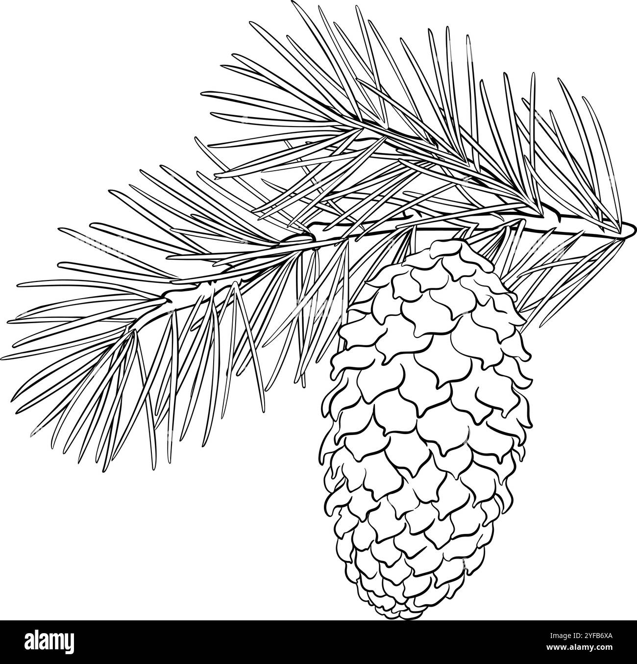 fir tree branch with cone outline illustration Stock Vector Image & Art ...