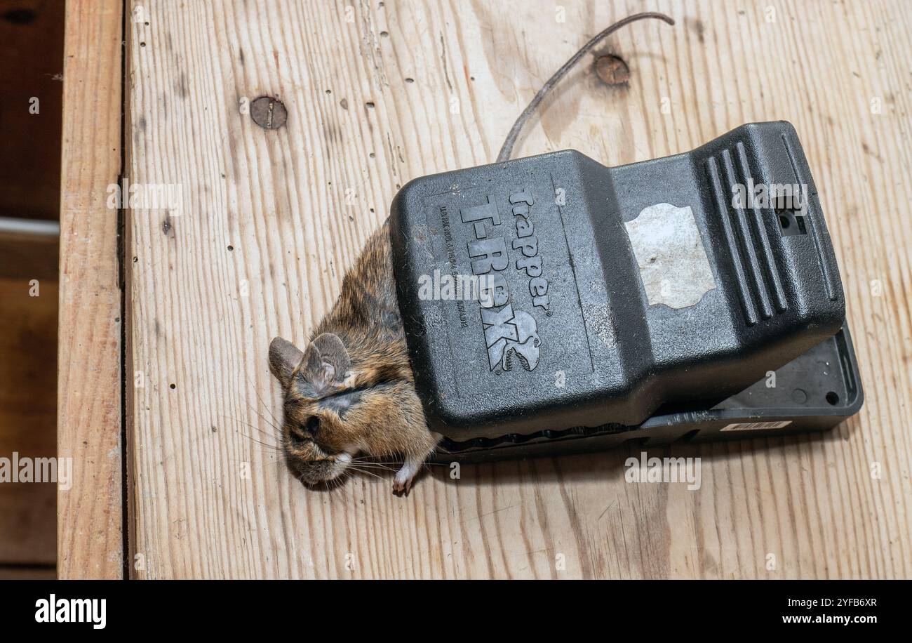 Caught mouse in mouse trap Stock Photo - Alamy