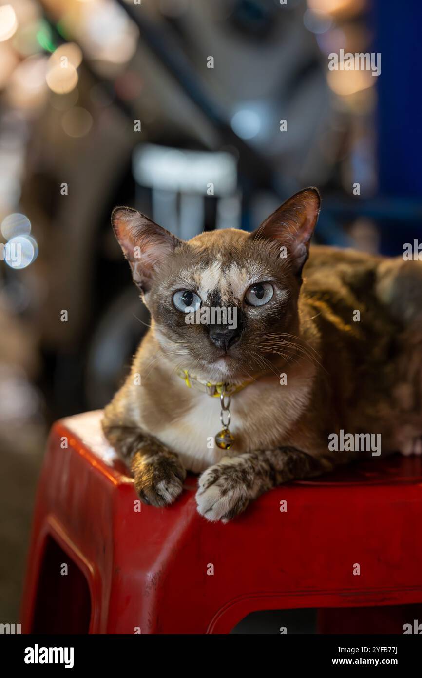 Asian cats hi-res stock photography and images - Alamy