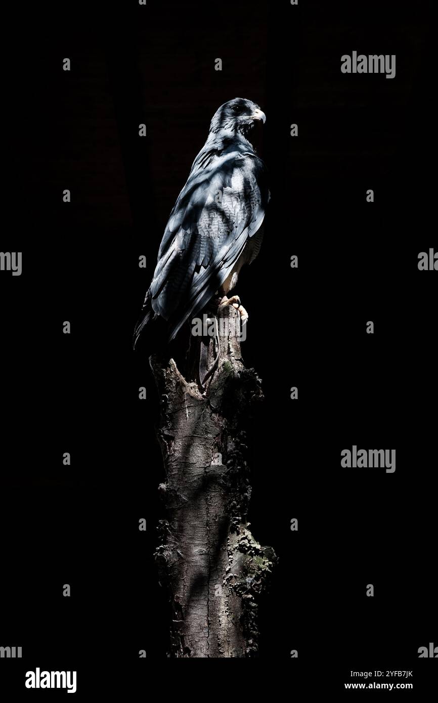 A magnificent eagle sits gracefully atop a tree stump, illuminated by ...