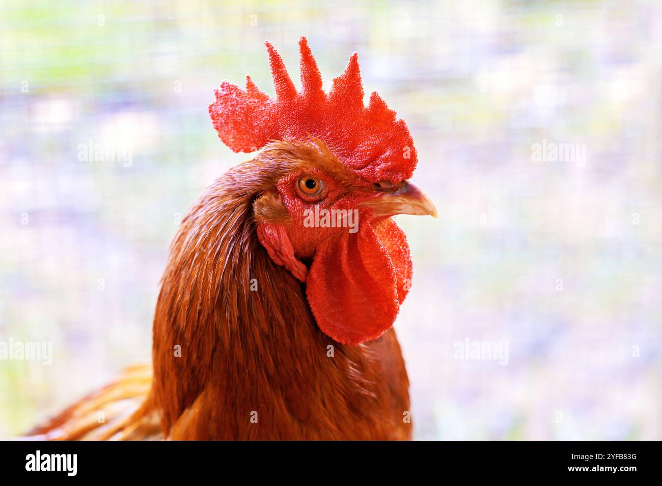 Caruncle comb hi-res stock photography and images - Alamy