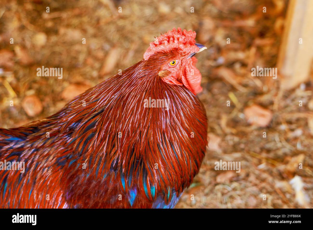 Rooster portrait with large red rose comb caruncles on farm setting ...
