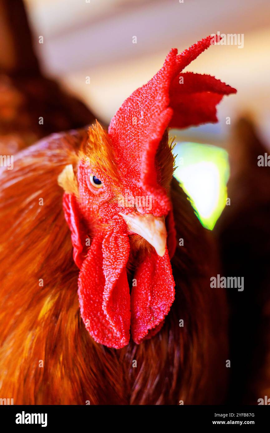 Rooster farmyard profile portrait hi-res stock photography and images ...