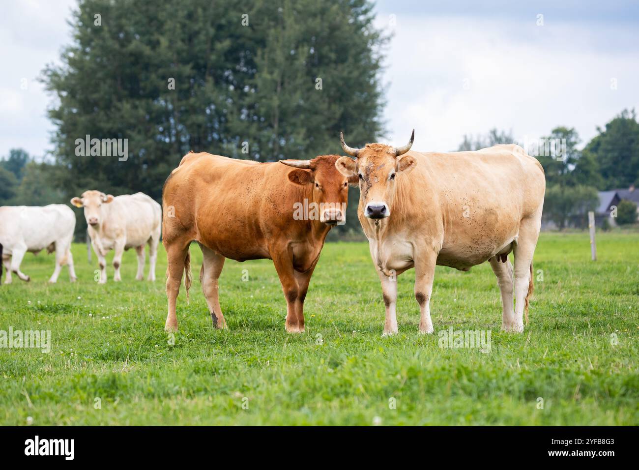 Two cows standing side by side in a field, one tan and one brown, both ...