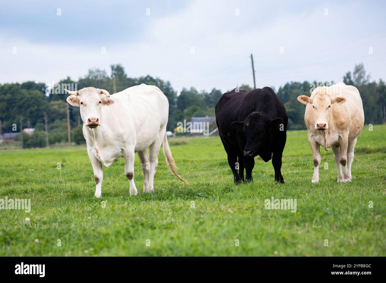 Cows of different colors graze and interact in an open field ...