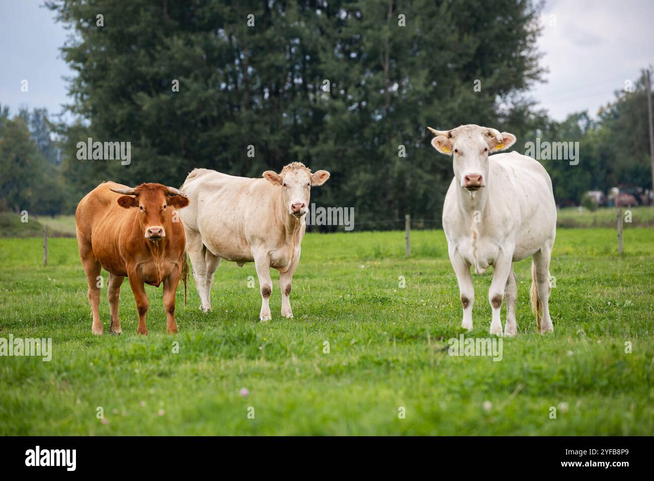 Three cows stand together on a lush green pasture, embodying the ...