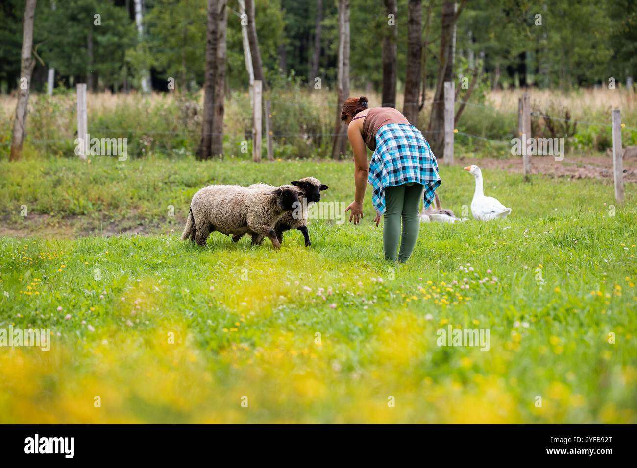 woman gently interacts with two sheep in a green field, reflecting the ...