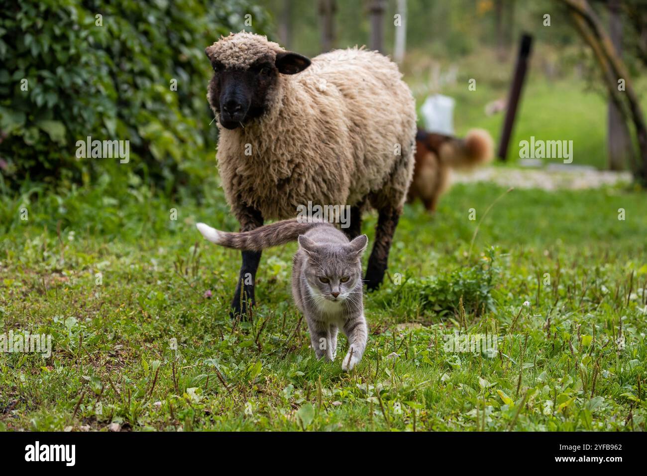 sheep and a cat walking together on a grassy path, creating an unusual ...