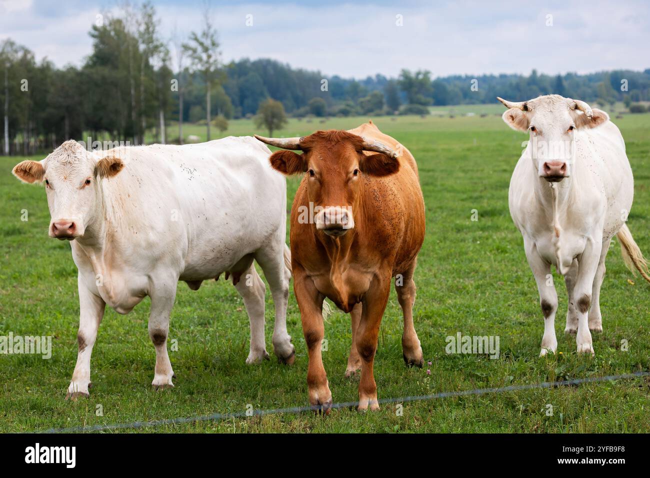Three cows standing side by side in a green field, looking directly at ...