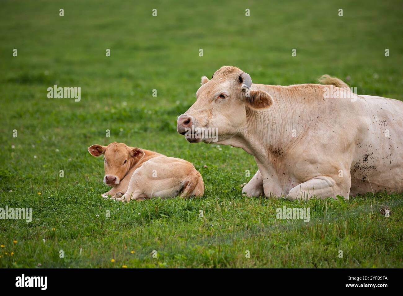 cow and its calf lying down in a grassy field, with the calf nestled ...