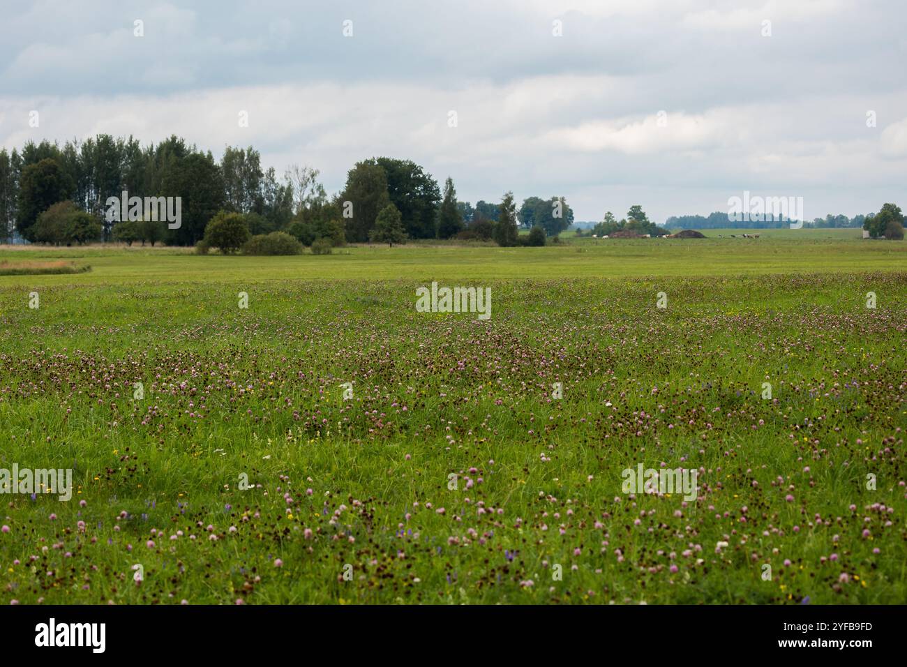 clover field under cloudy sky Stock Photo - Alamy