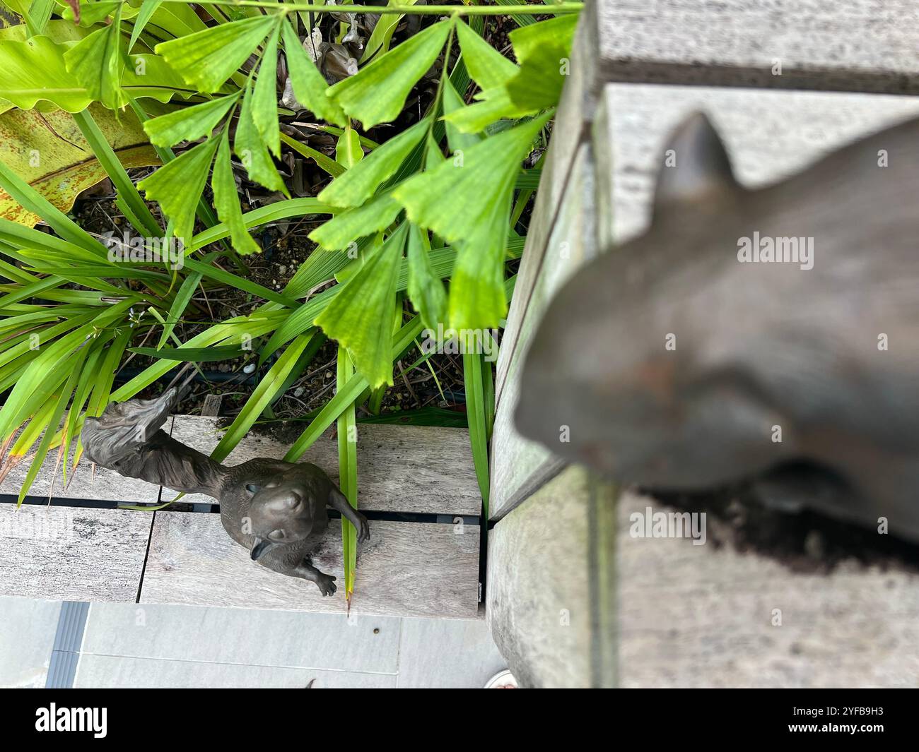 Visual art display installation of cute Plantain Squirrels posture in ...