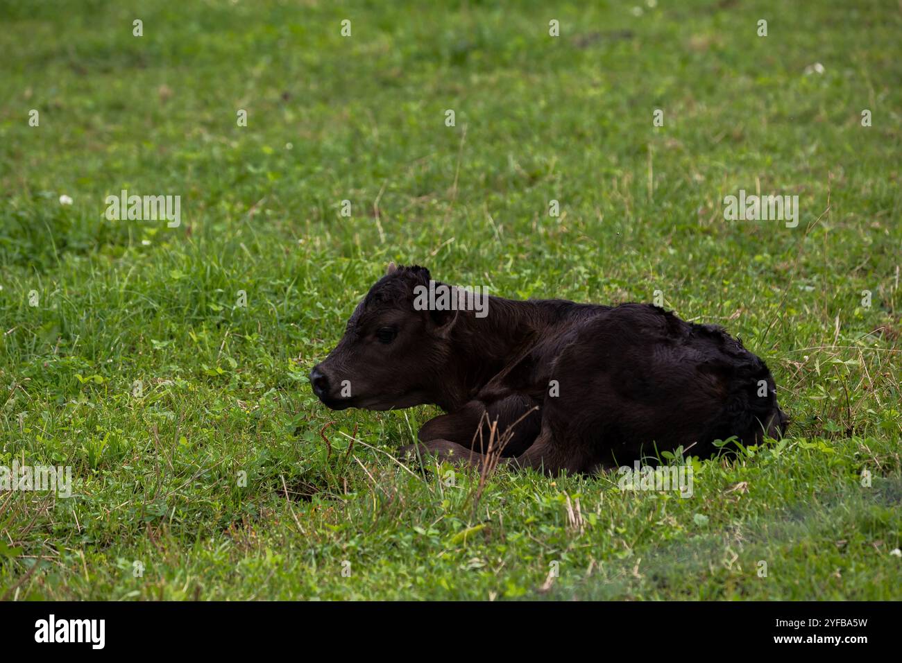 A black calf lying in a grassy field, with its head raised and ears ...