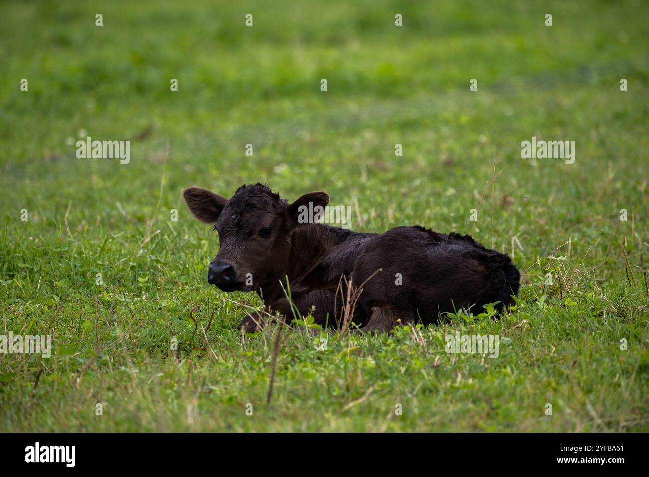 A black calf lying in a grassy field, with its head raised and ears ...