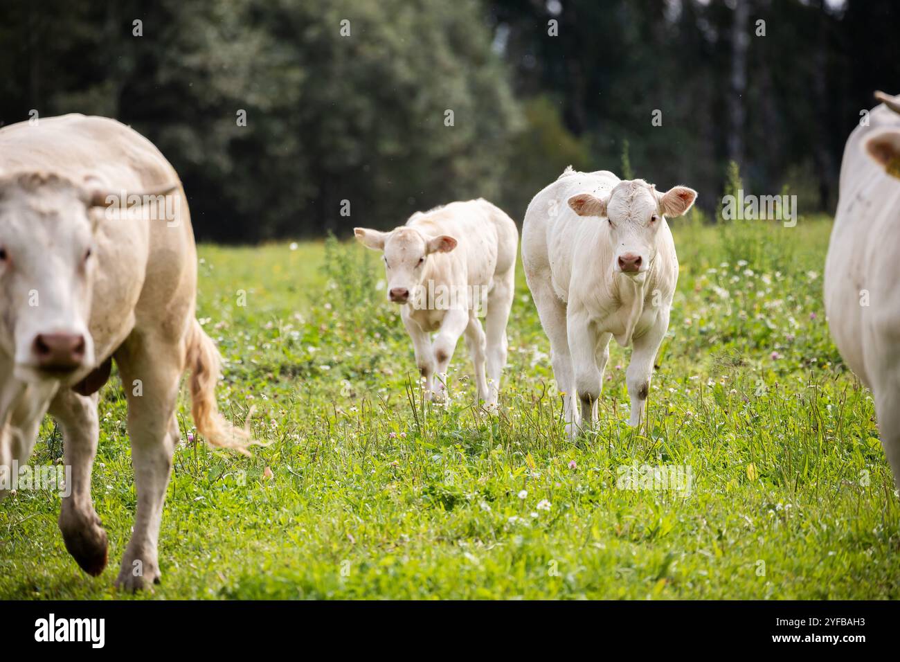 Four cows walking toward the camera through a grassy field, with trees ...