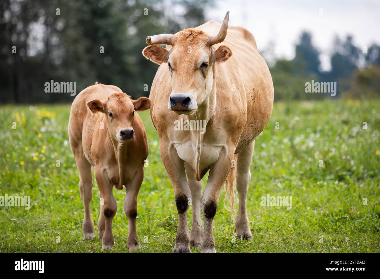 Forward facing cow hi-res stock photography and images - Alamy