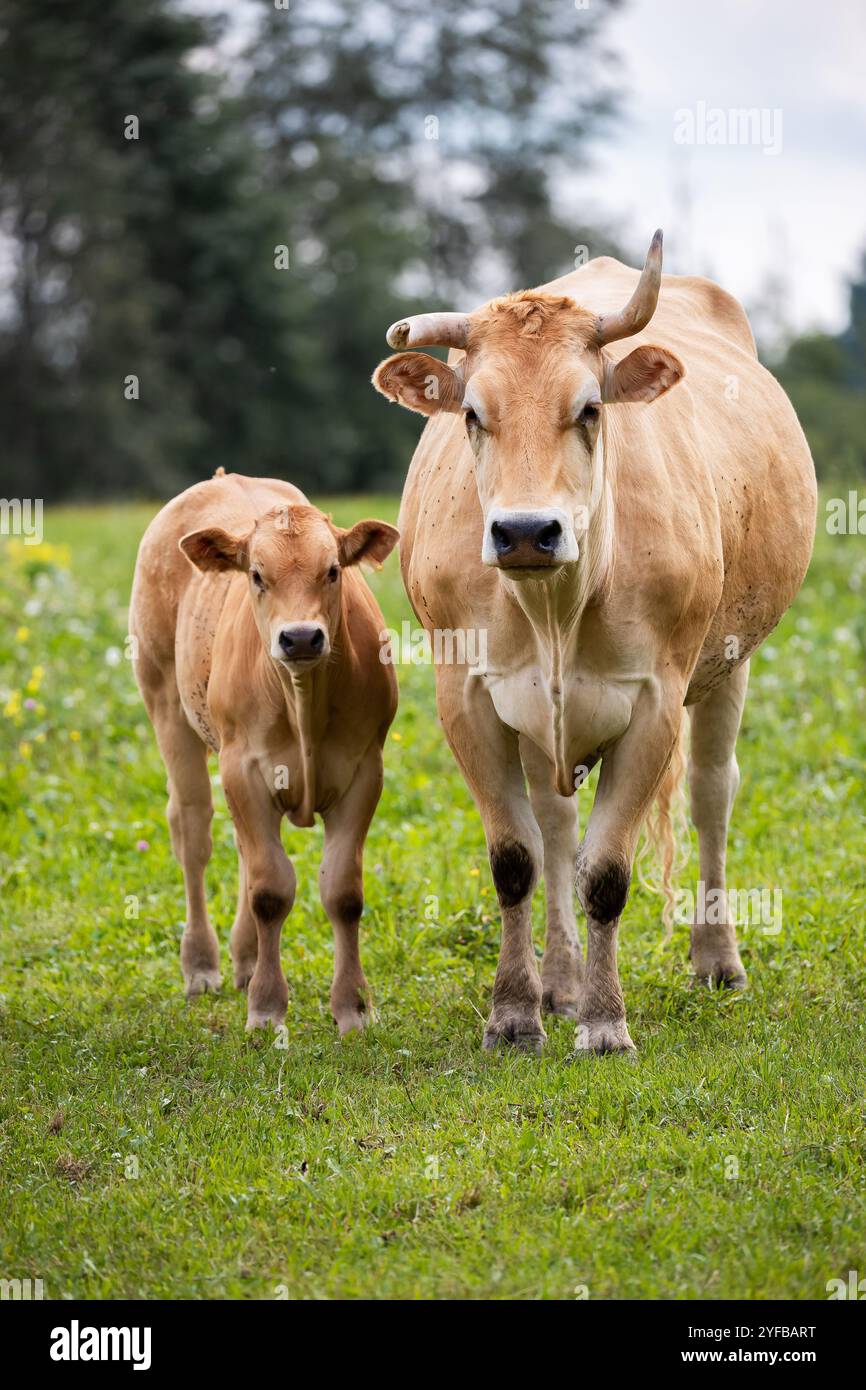 Forward facing cow hi-res stock photography and images - Alamy