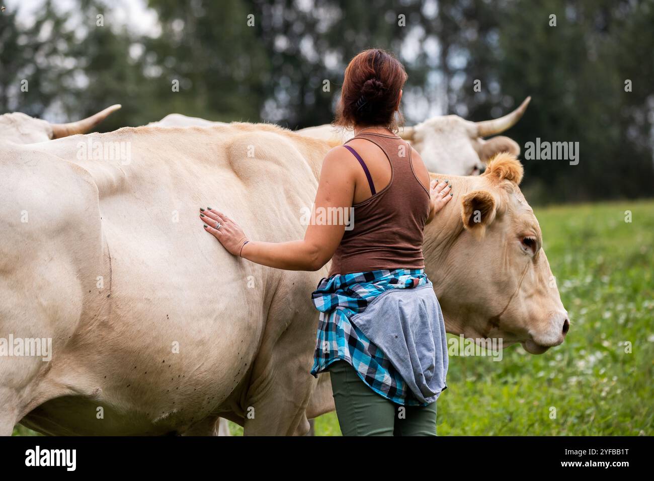 A woman places her hand gently on the back of a white cow in a green ...