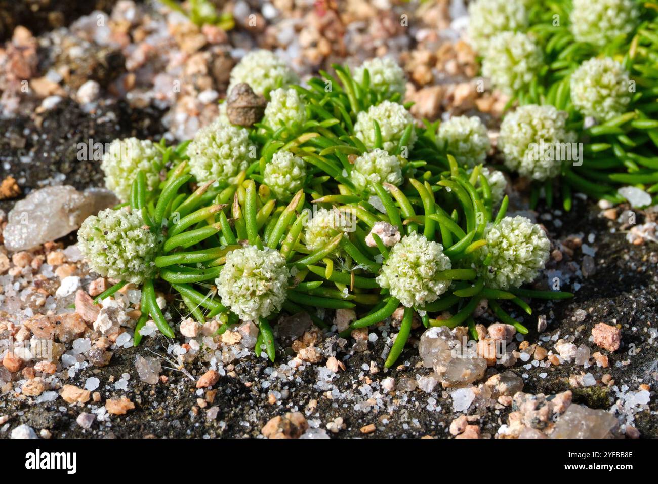 A small succulent plant with white flowers growing on granite rock in ...