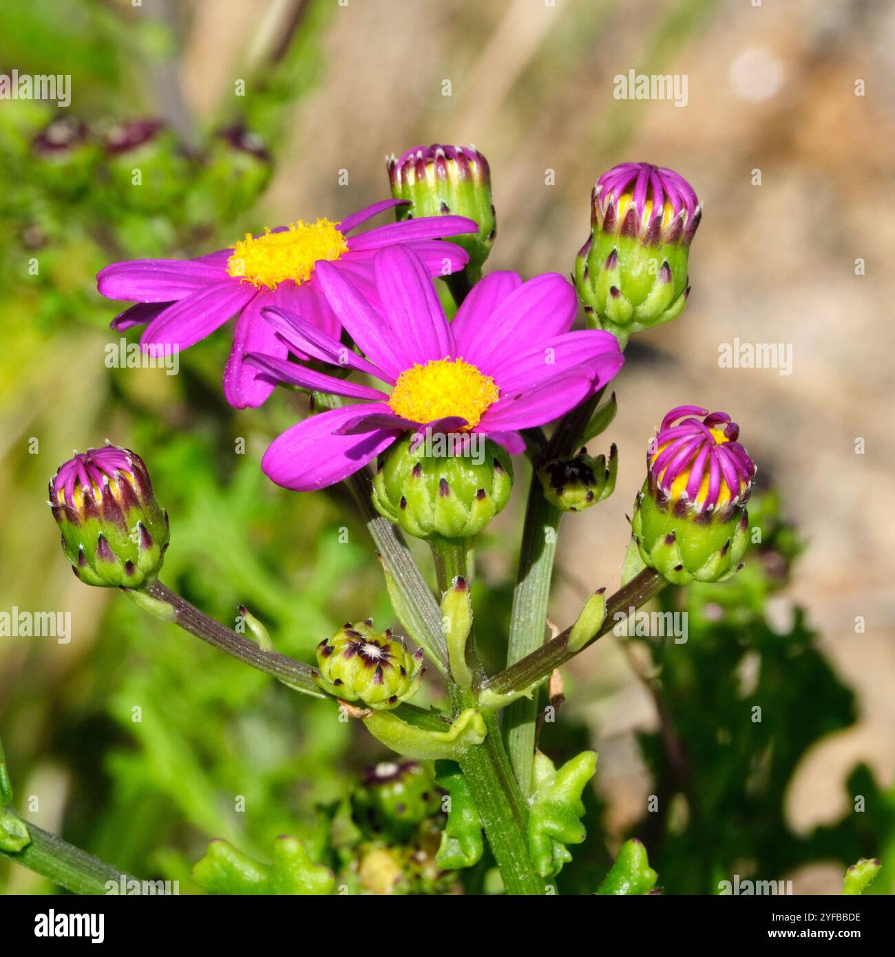 Purple Groundsel, Senecio elegans, an introduced species from South ...