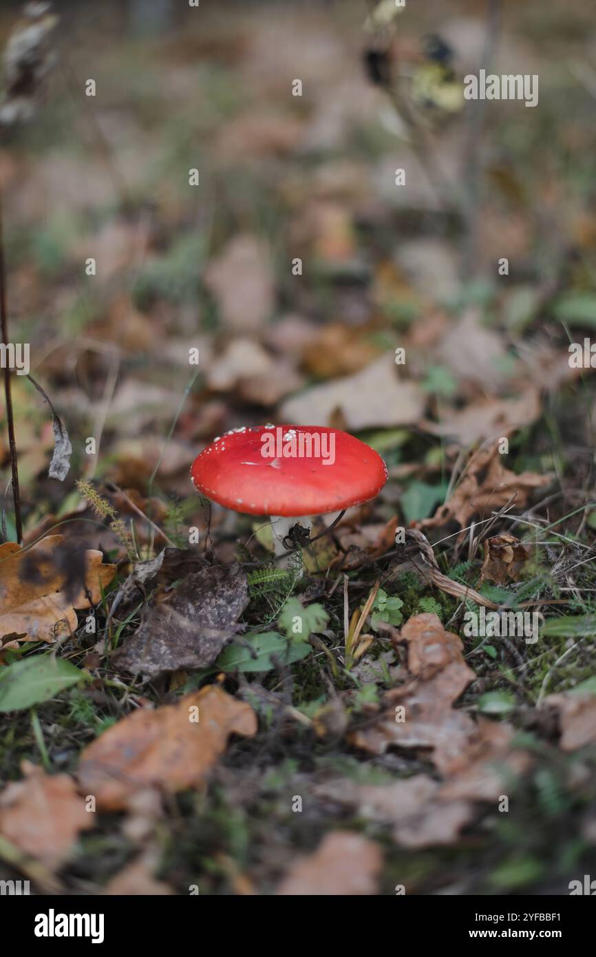 Bright red fly agaric in the grass in the forest. Beautiful natural ...