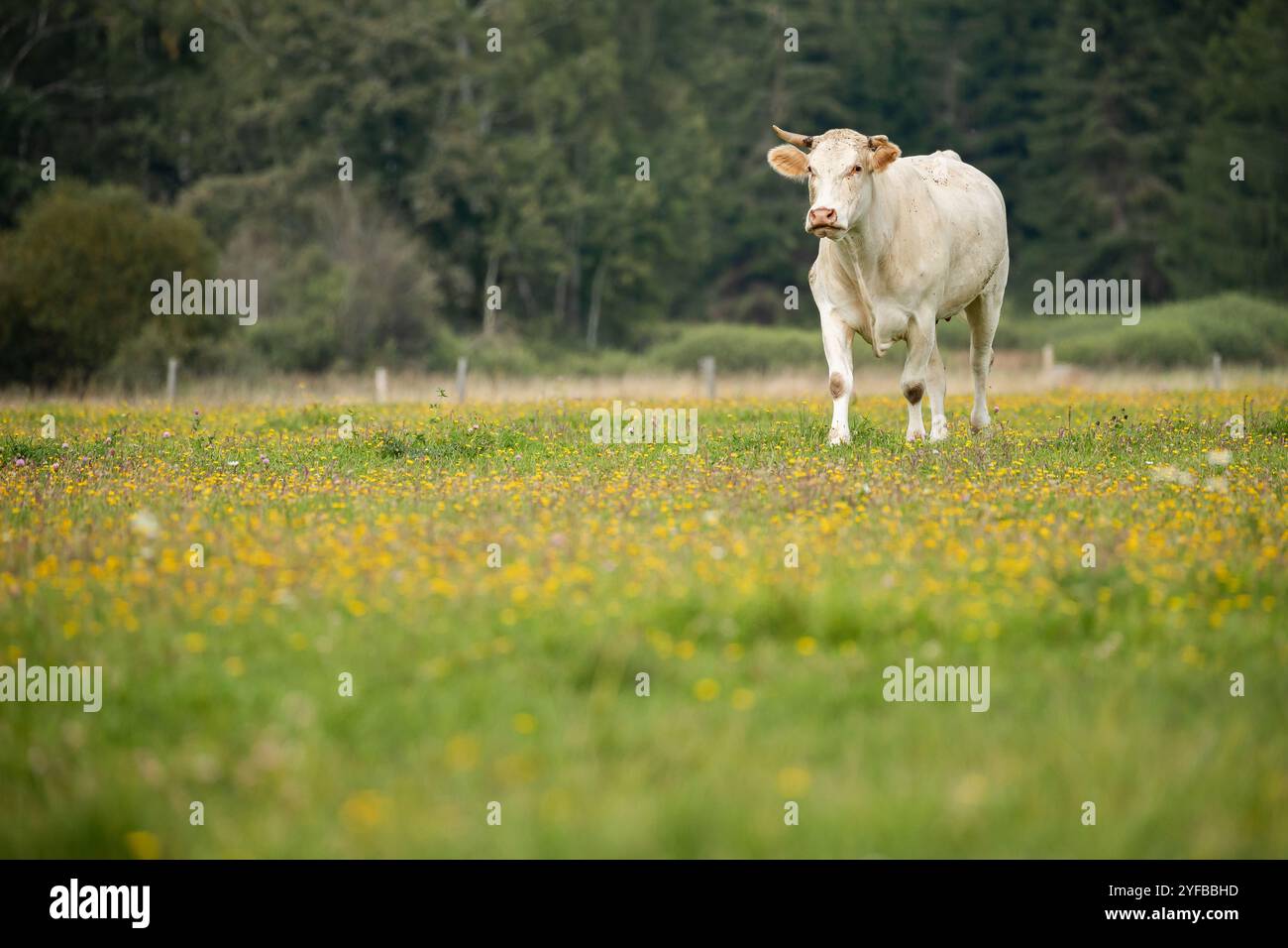 A white cow stands calmly in a grassy field dotted with wildflowers ...
