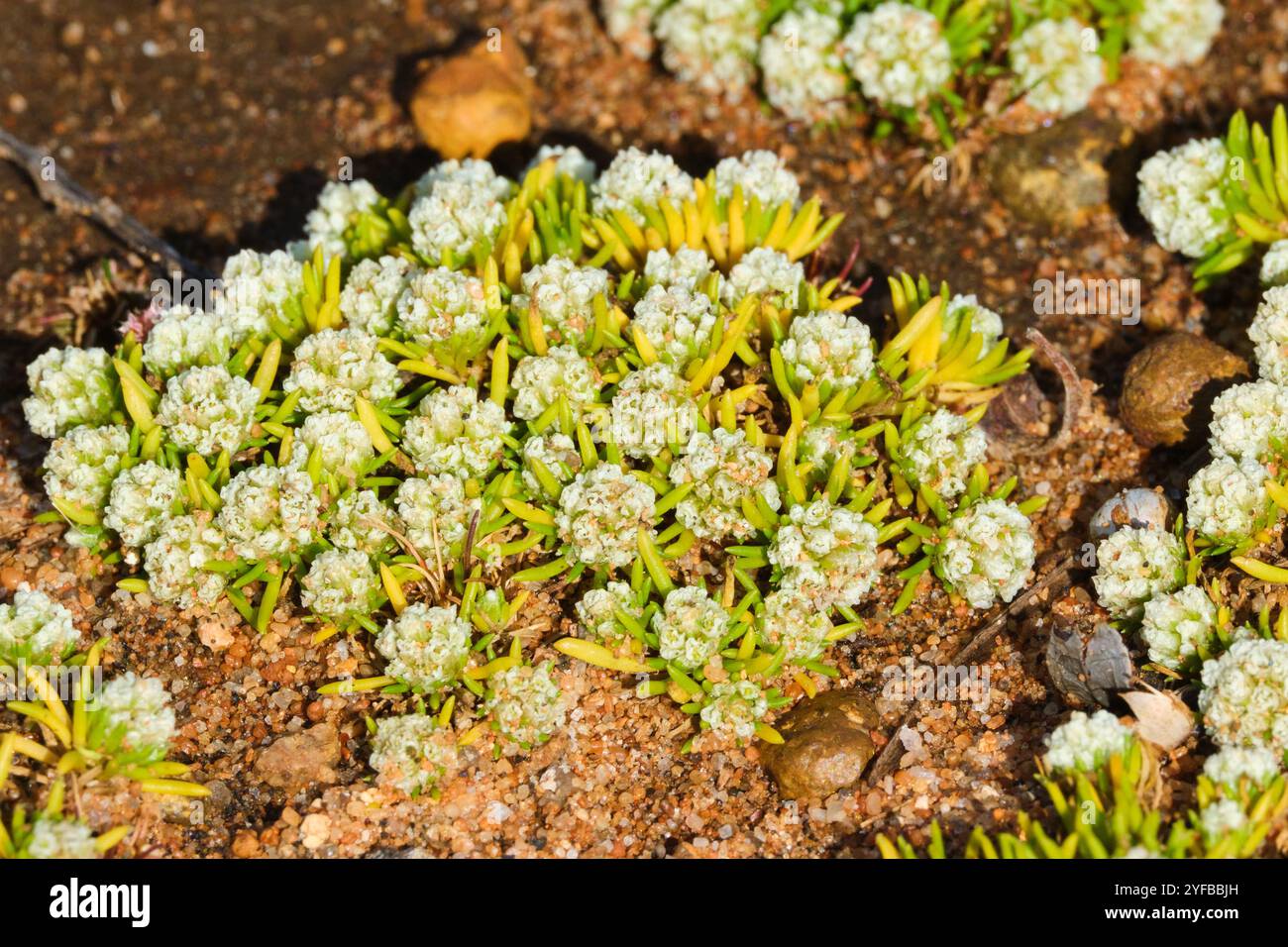 Flinders bay foreshore reserve hi-res stock photography and images - Alamy