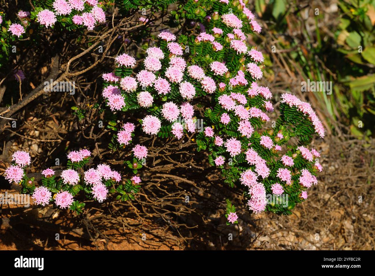Pink australia australian wildflowers hi-res stock photography and ...