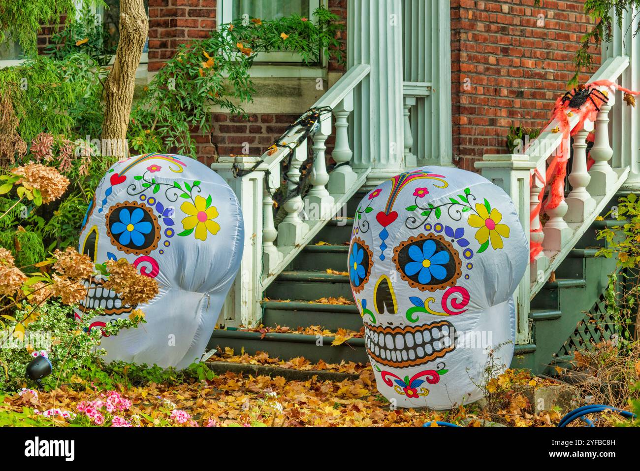 Skull displays hi-res stock photography and images - Alamy