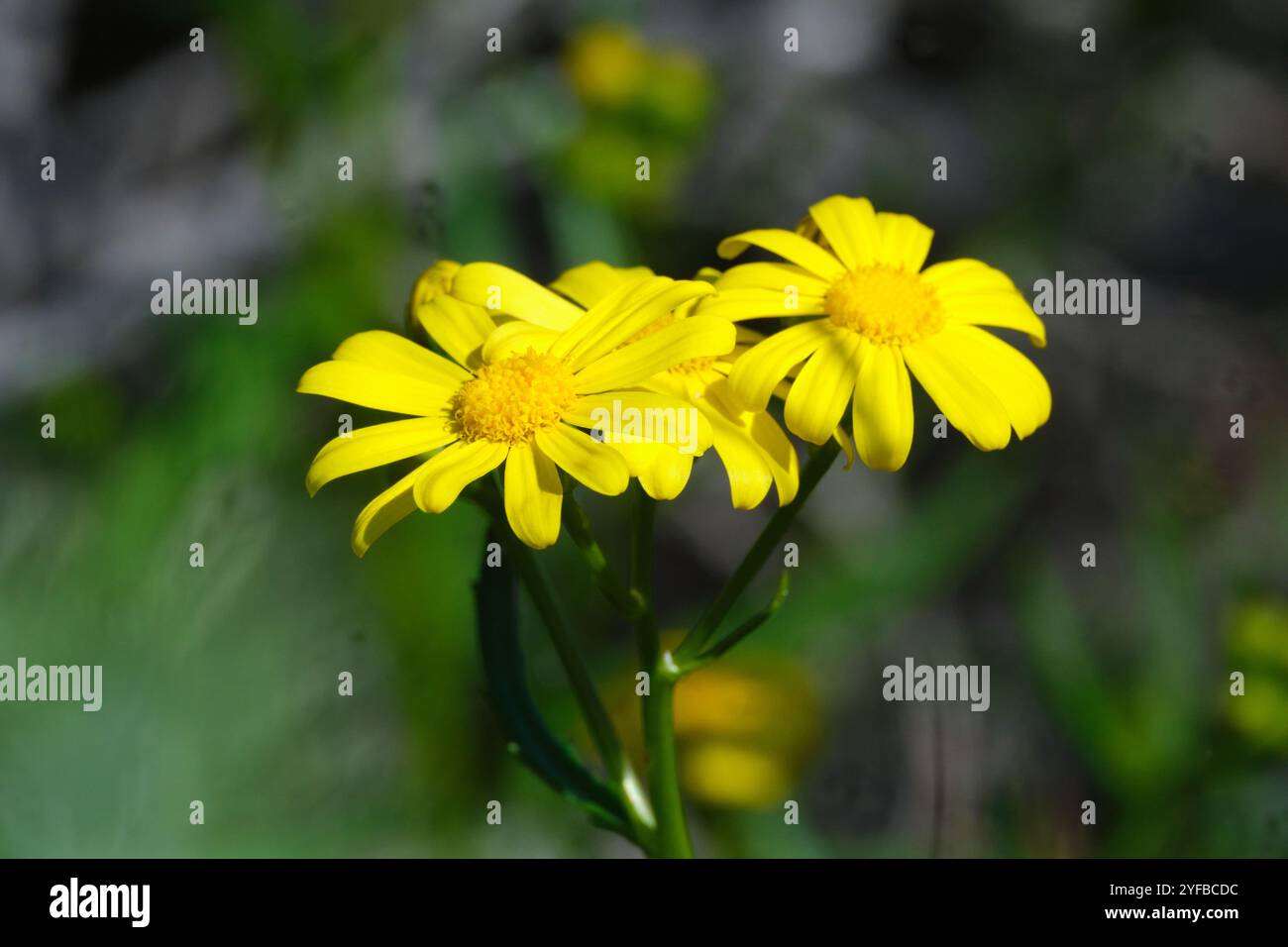 Yellow Senecio flowers at Hamelin Bay in south-west Western Australia ...