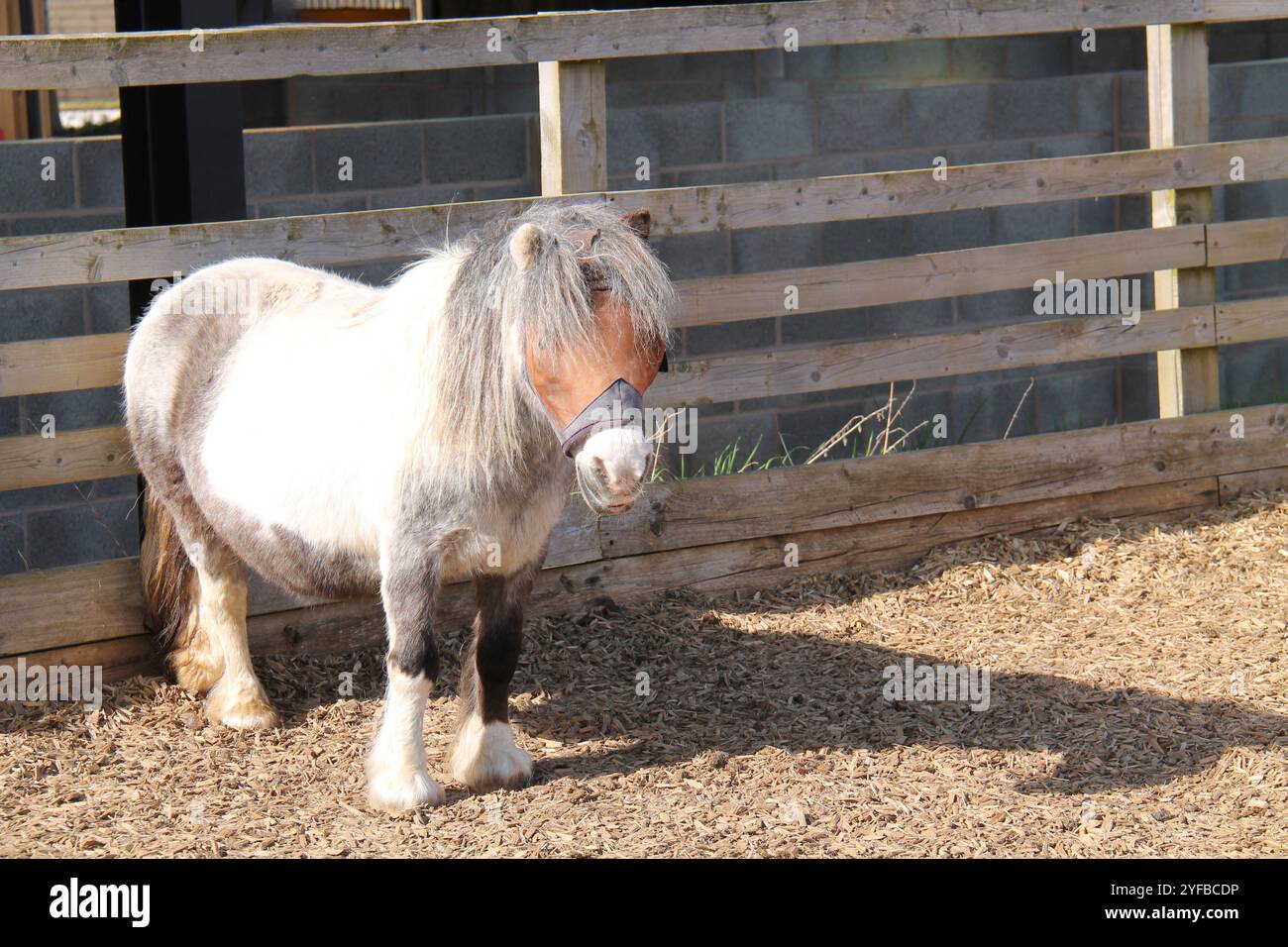 A Small Shetland Pony Horse in a Paddock Area Stock Photo - Alamy