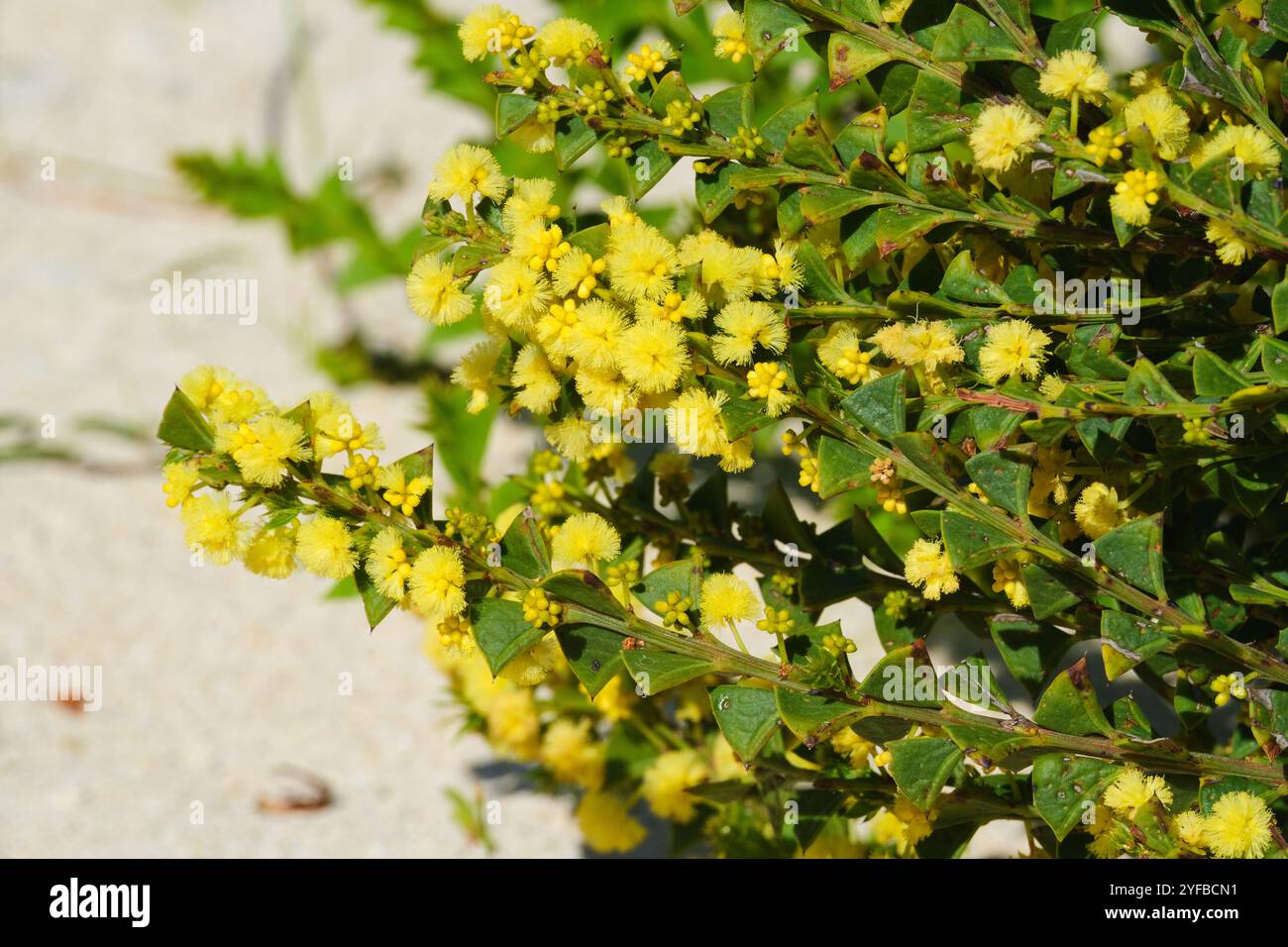 Coastal Dune Wattle, Acacia littorea, a native shrub with yellow ...