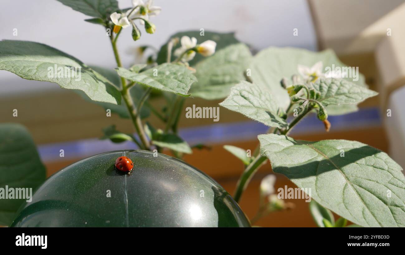 Ladybug in the sun Stock Photo - Alamy