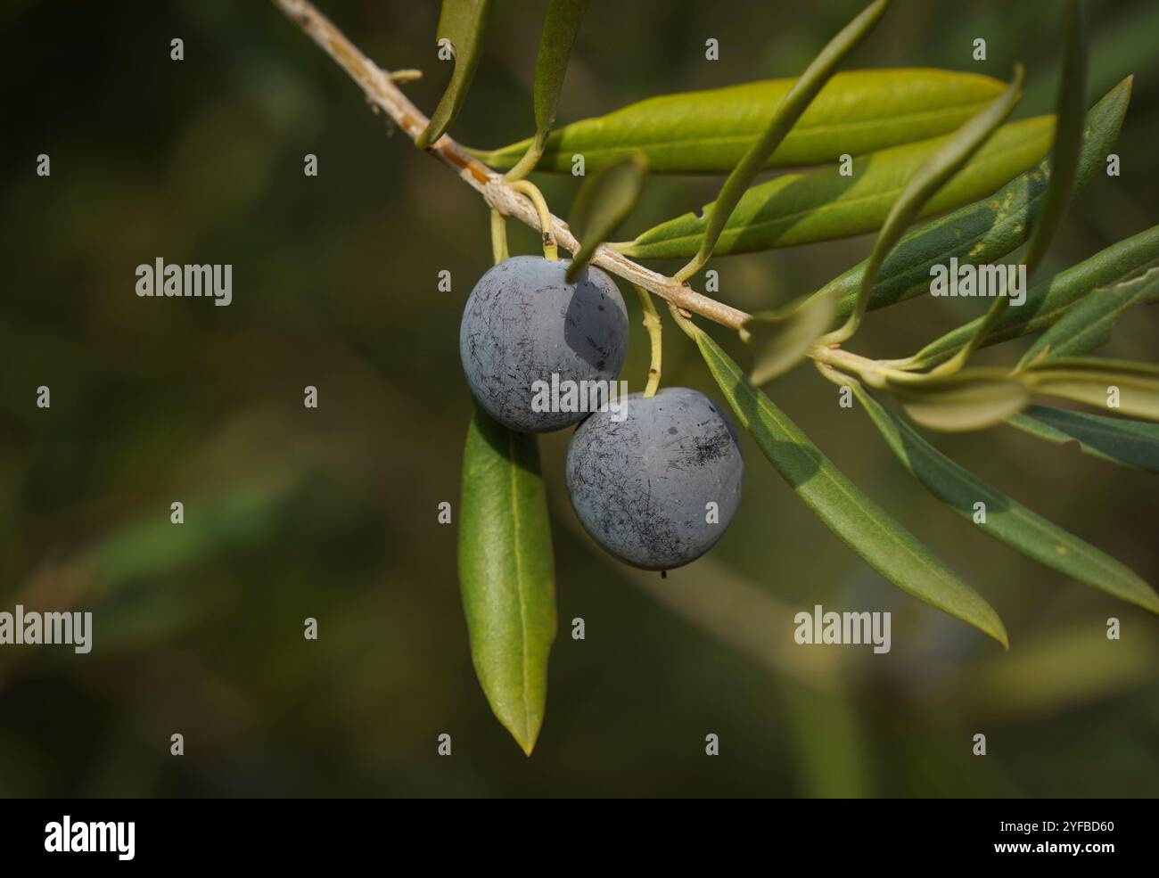 Olive trees olives on hi-res stock photography and images - Alamy