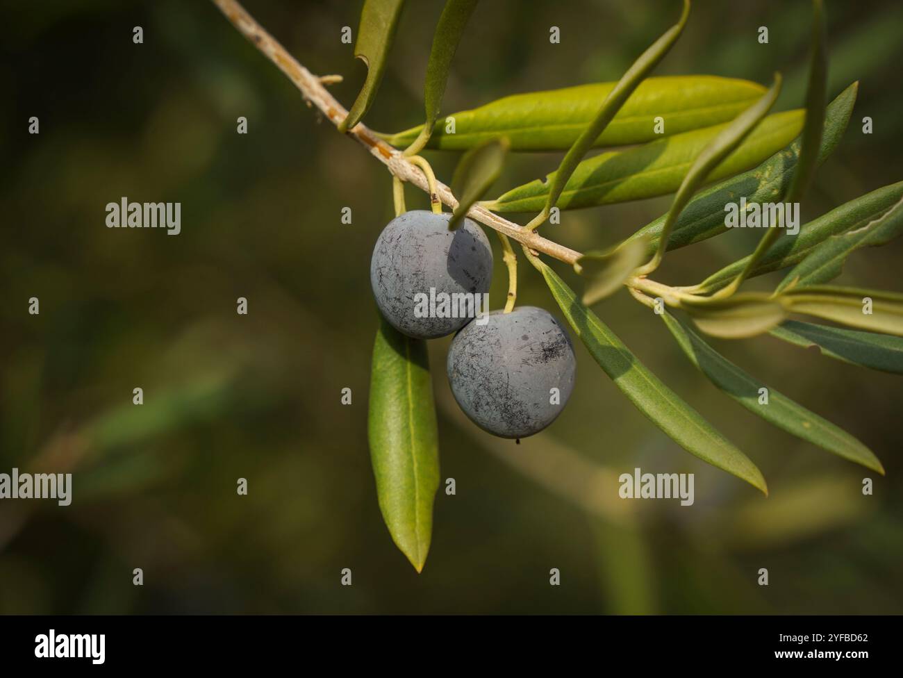 Black ripe olive hi-res stock photography and images - Alamy