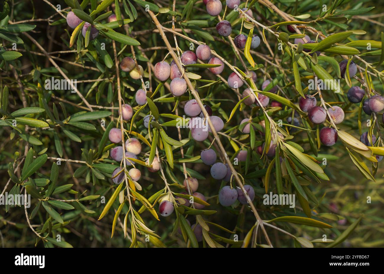 Black ripe olive hi-res stock photography and images - Alamy