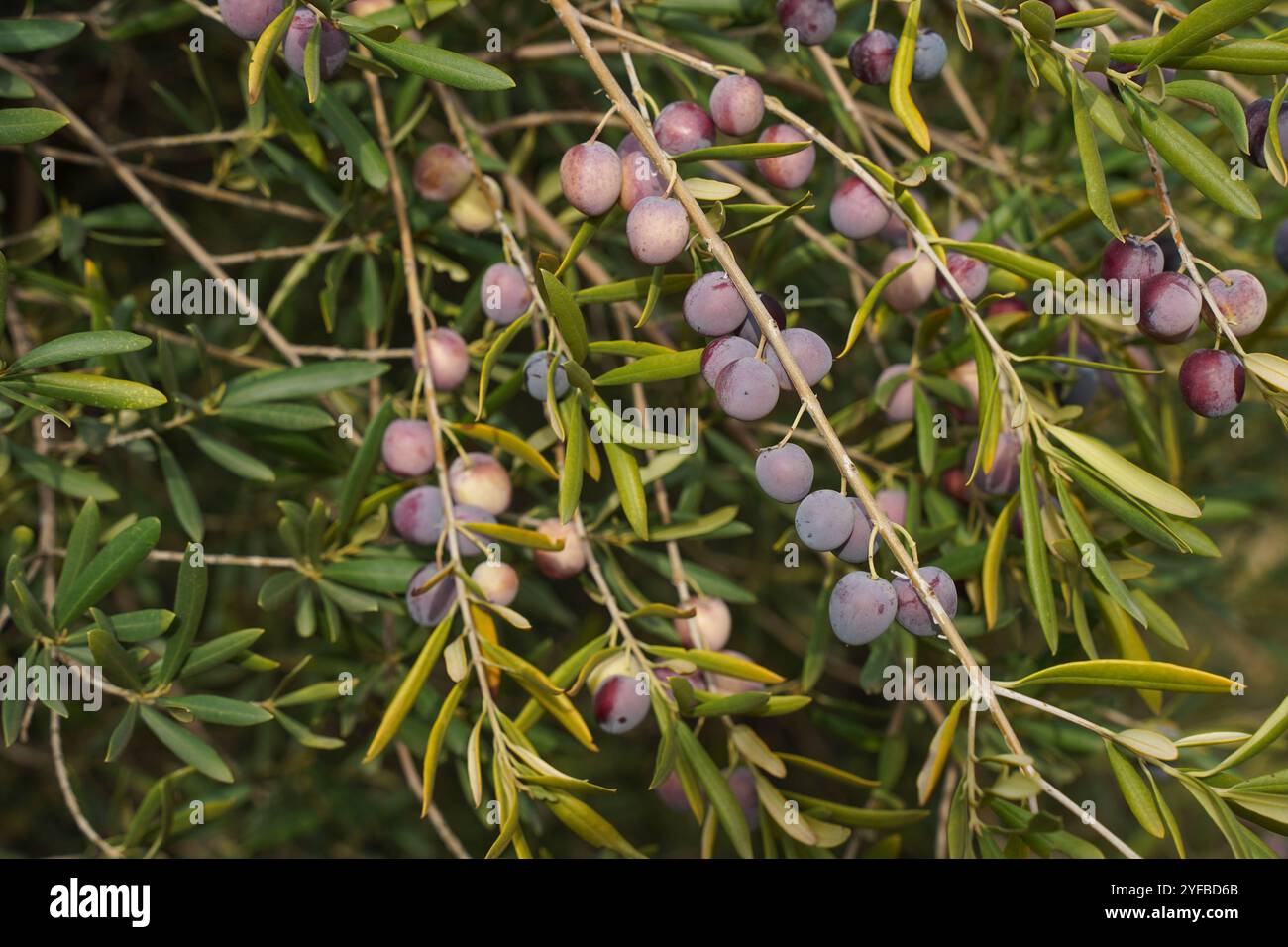 Black ripe olive hi-res stock photography and images - Alamy