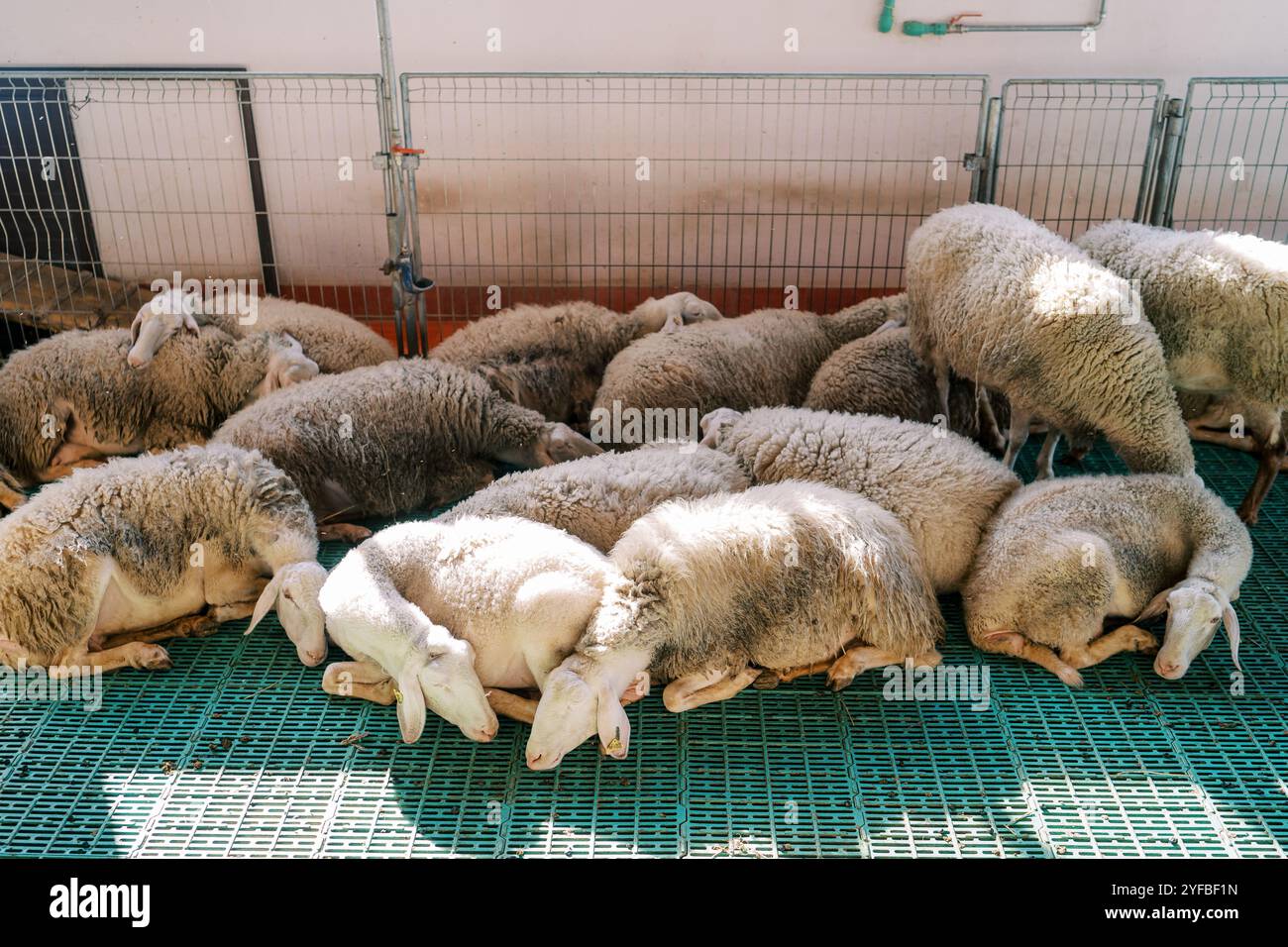 Flock of fluffy white sheep sleeps huddled together on a green slatted ...