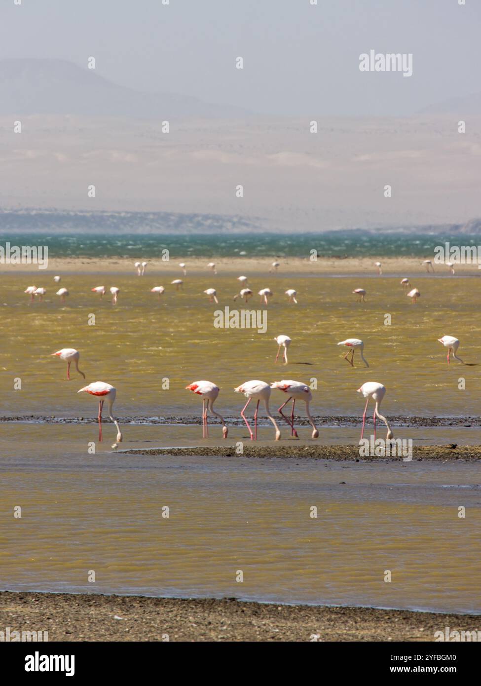 A flock of greater flamingos busy feeding in a shallow salt pond on the ...