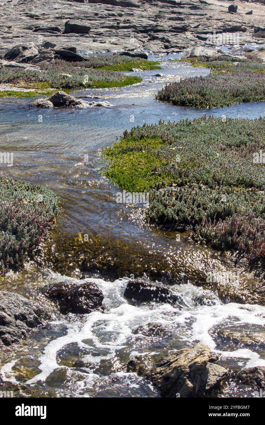 The incoming tide, forming streams among the tidal pools, rimmed by ...