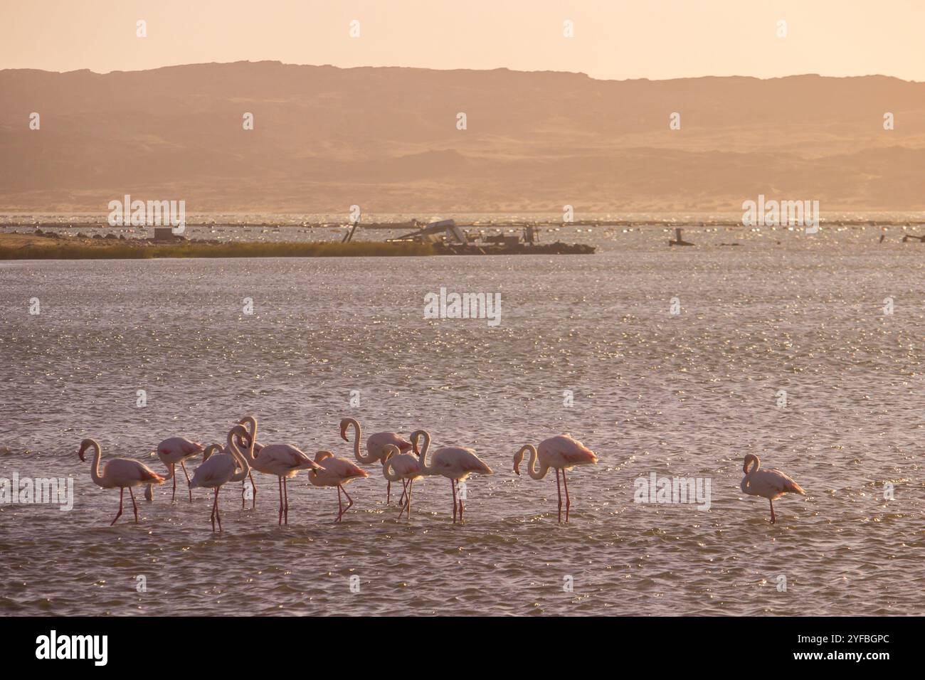 A colony of greater flamingos (Phoenicopterus roseus) at sunset in the ...