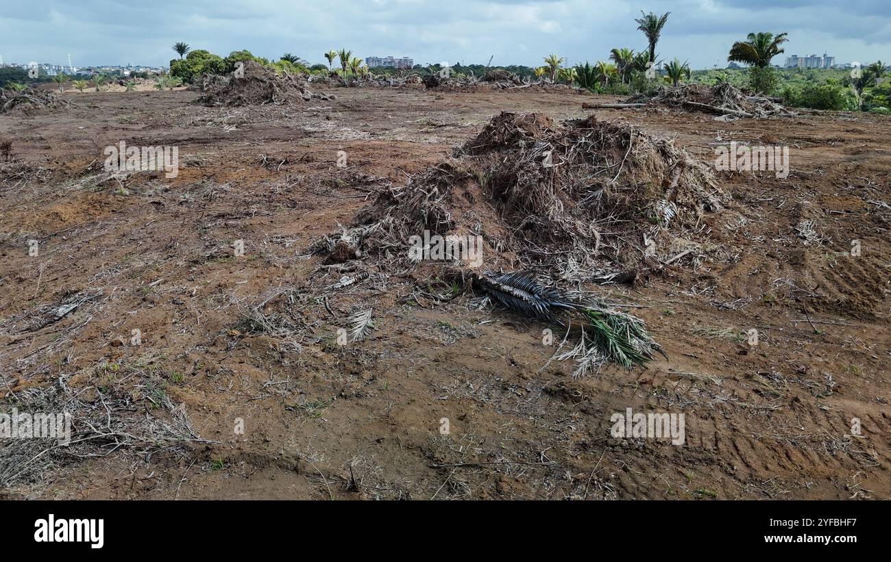 salvador, bahia, brazil - september 2, 2024: deforestation area in ...