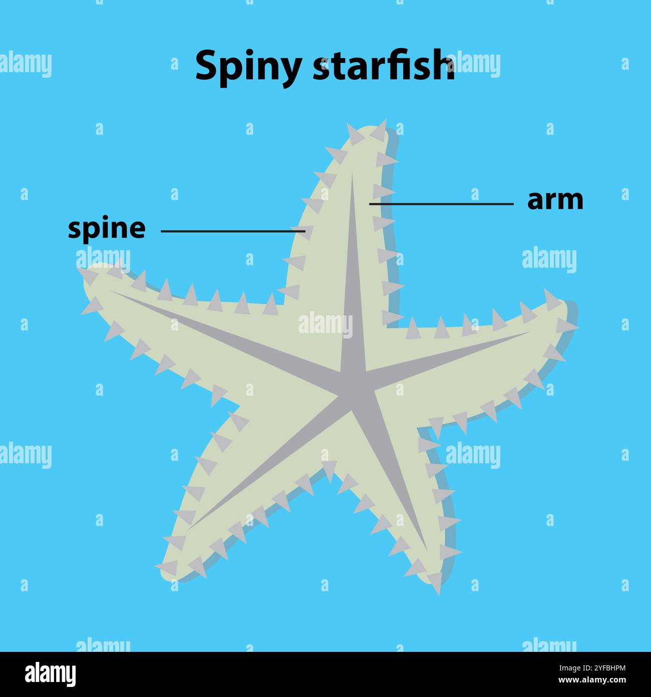 Starfish arm Stock Vector Images - Alamy